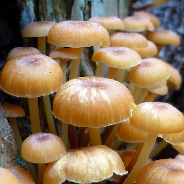 Golden Trumpets | Project Noah