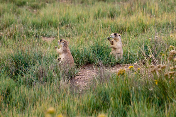 Utah Prairie Dog | Project Noah