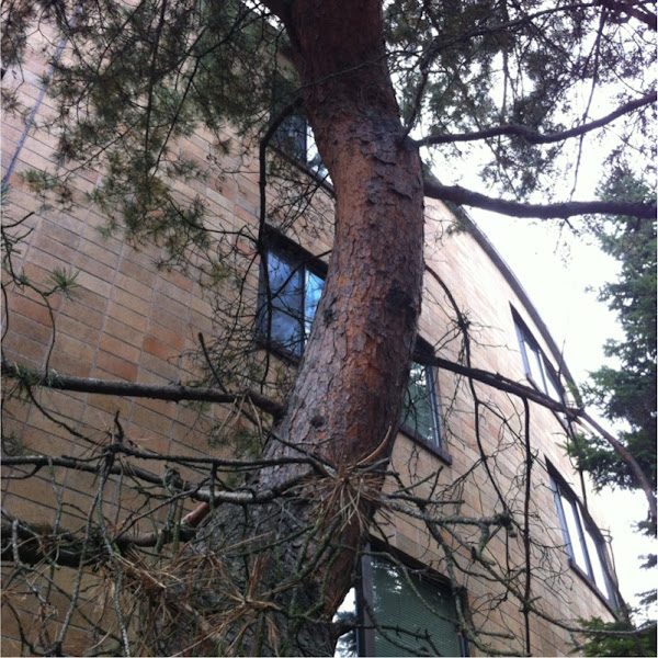 scott's pine | Project Noah