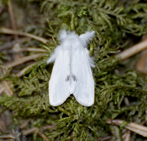 White Satin Moth | Project Noah
