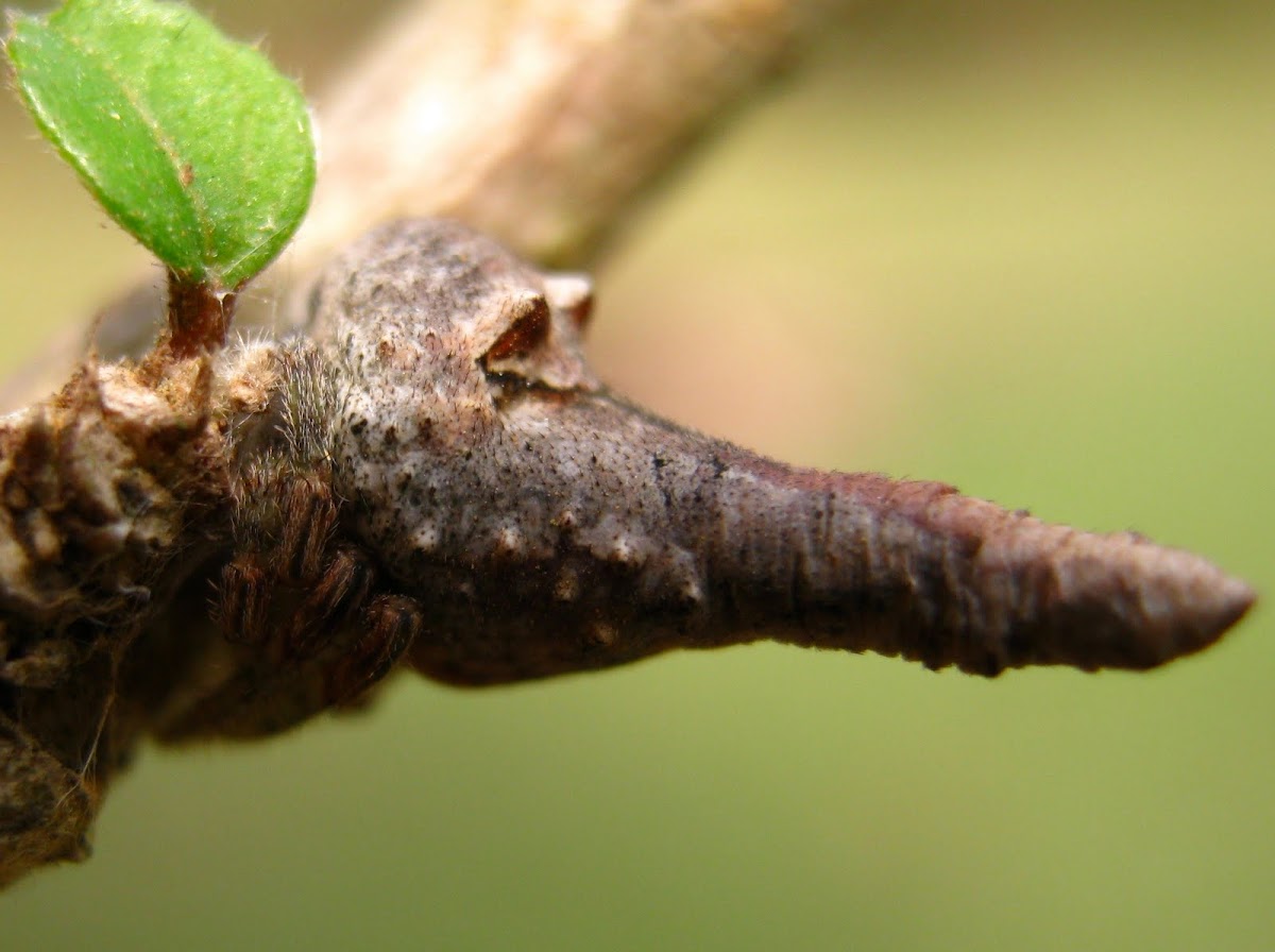 Tree-Stump Spider | Project Noah