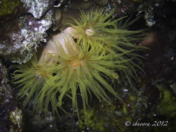 Sun Coral, Sun Polyps, Sunflower Coral | Project Noah