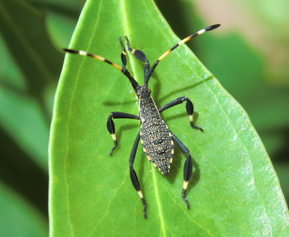 Tip wilter bug | Project Noah