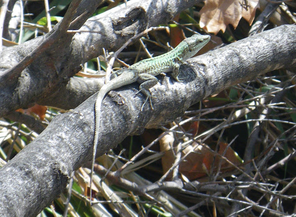 Sicilian Wall Lizard | Project Noah