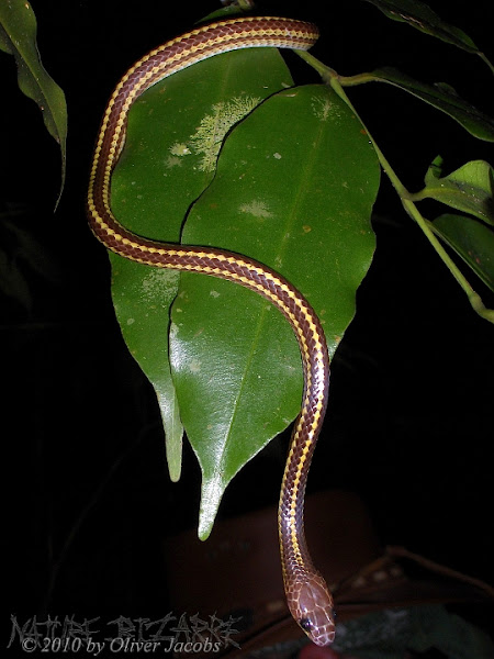 Malayan Bridle Snake | Project Noah