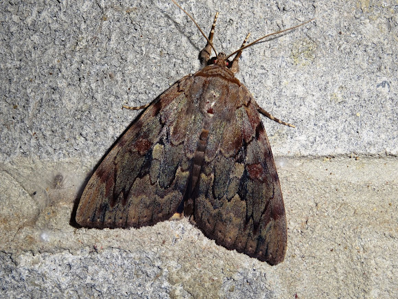 Penitent Underwing | Project Noah