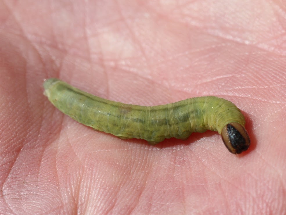 Skipper larva (Hesperidae) | Project Noah