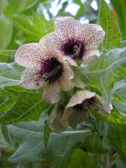 Henbane | Project Noah