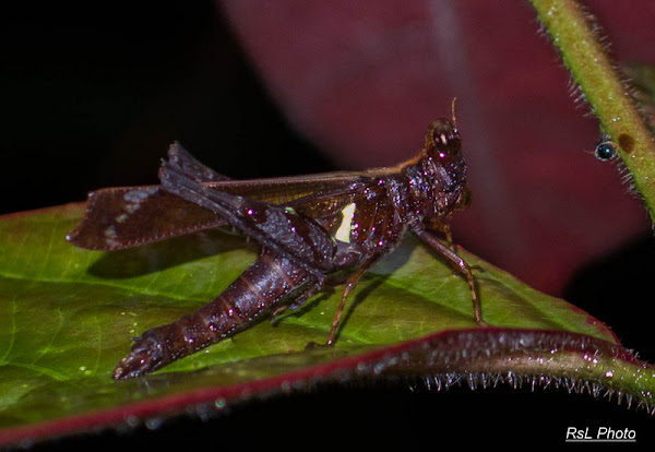 Erianthus Monkey Grasshopper | Project Noah