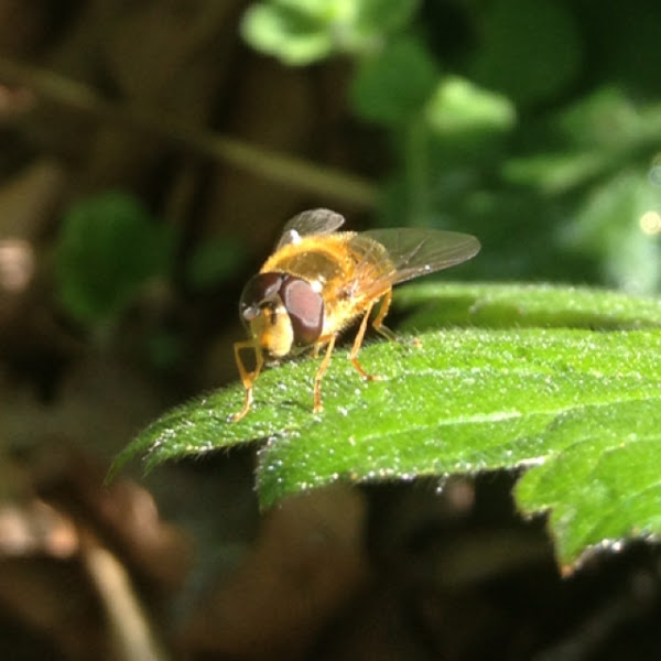 Drone fly sp. | Project Noah