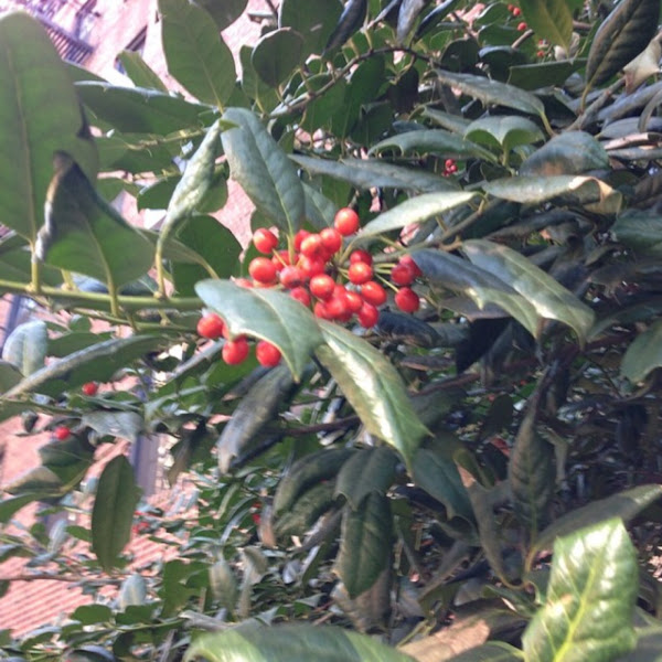 Holly | Project Noah