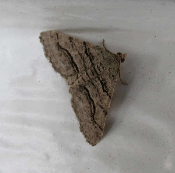 Curve-lined angle moth | Project Noah