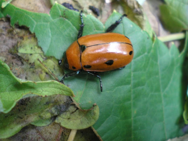 Grapevine Beetle | Project Noah