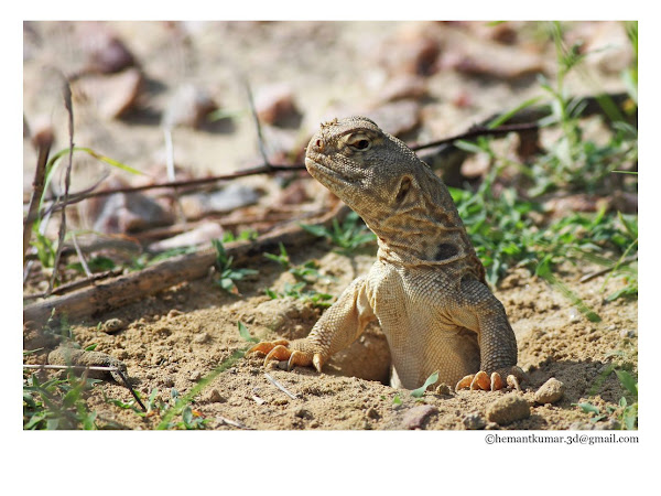 spiny tail lizard | Project Noah