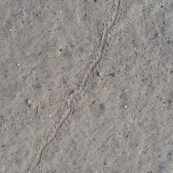 Lizard tracks | Project Noah