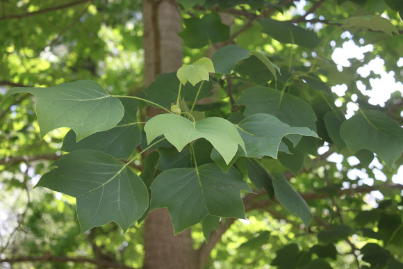 Tulip Poplar Tree | Project Noah