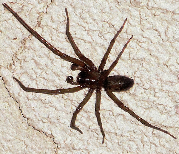 Hacklemesh weaver. | Project Noah