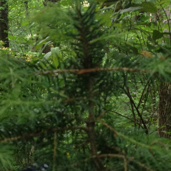 Colorado Blue Spruce Tree | Project Noah