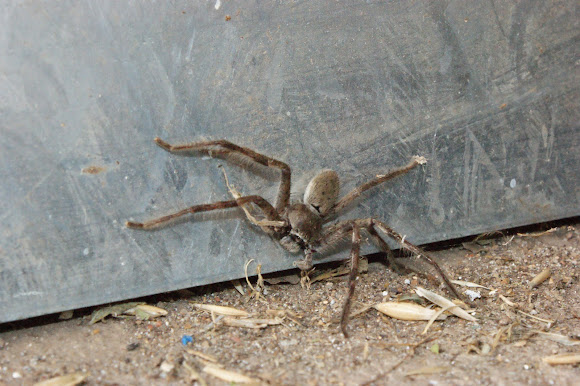 Huntsman Spider | Project Noah