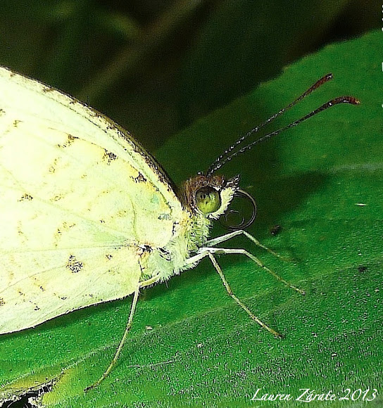 Pierid Butterfly | Project Noah