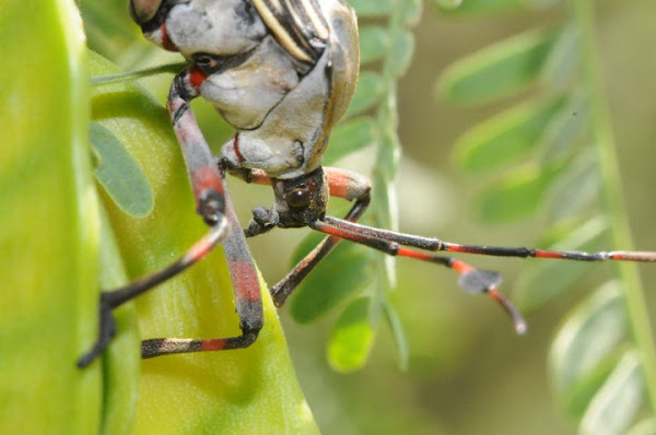 Giant mesquite bug | Project Noah