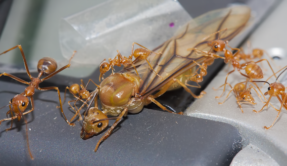 Weaver Ant | Project Noah