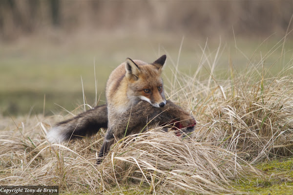 Red Fox | Project Noah