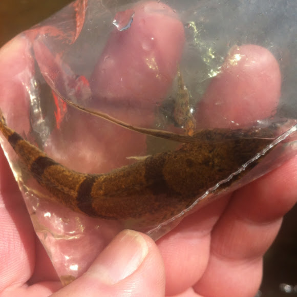 Snail Darter | Project Noah