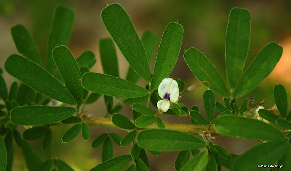 Chinese bush clover | Project Noah