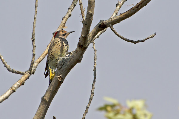 Yellow-shafted Northern Flicker | Project Noah