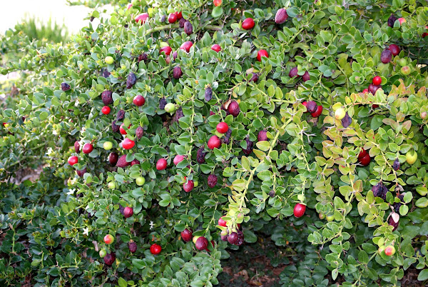 Carissa fruits | Project Noah