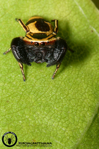 Wasp mimic jumping spider | Project Noah