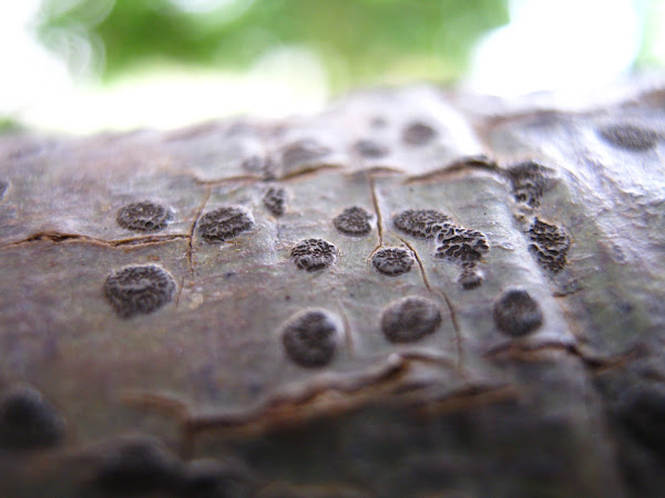 Lichen | Project Noah