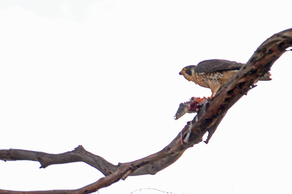 Peregrine Falcon | Project Noah