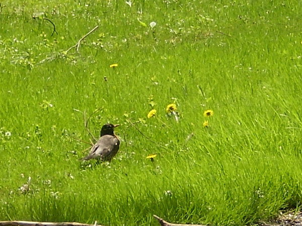 American Robin | Project Noah