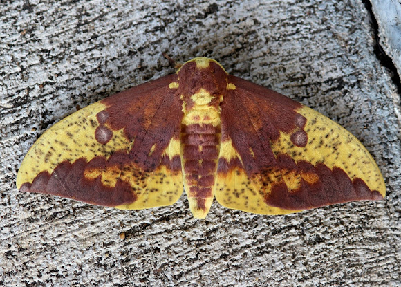 Imperial Moth | Project Noah