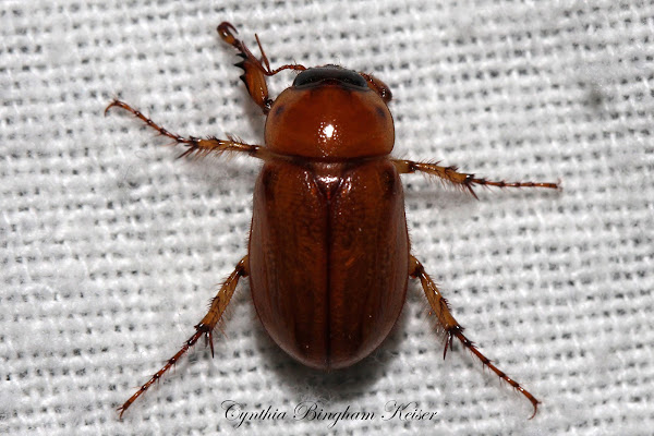 Masked Chafer | Project Noah
