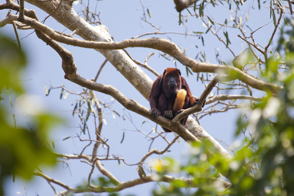 Colombian Red Howler Monkey | Project Noah