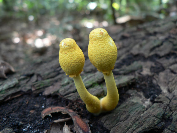 Plantpot dapperling Fungi | Project Noah