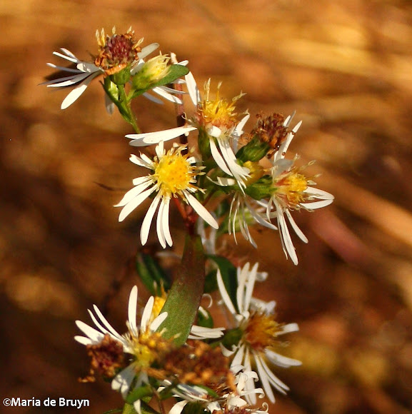 Calico aster | Project Noah