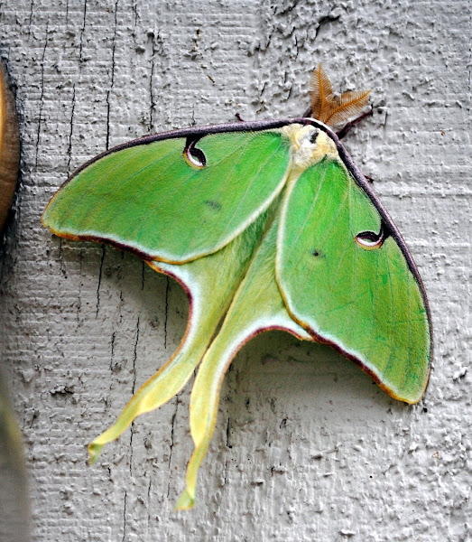 Luna Moth | Project Noah