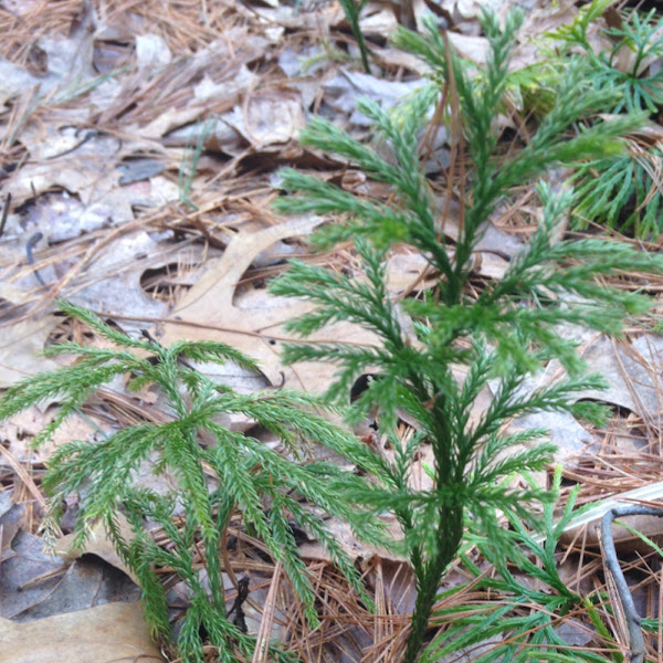 Princess Pine | Project Noah