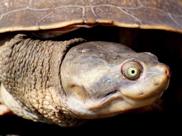 Krefft's River Turtle | Project Noah