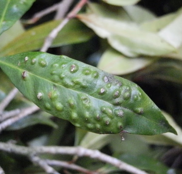 Pimple Psyllid Gall | Project Noah