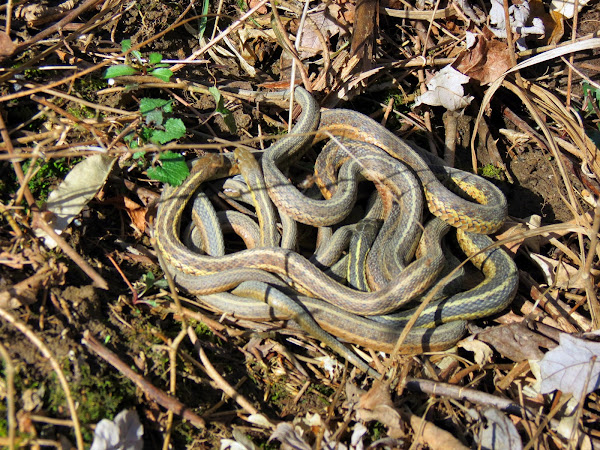 Common Garter Snake | Project Noah