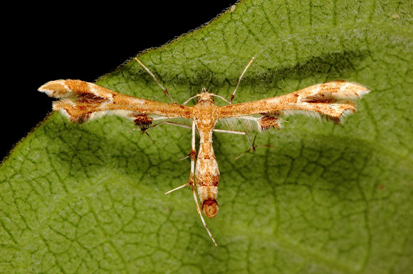 Grape Plume Moth | Project Noah