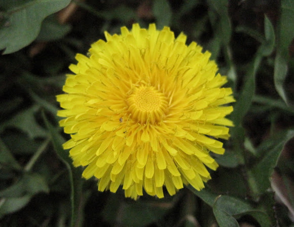 Red-seeded Dandelion | Project Noah