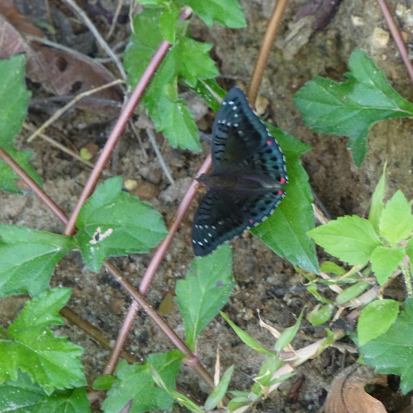 Spotting | Project Noah