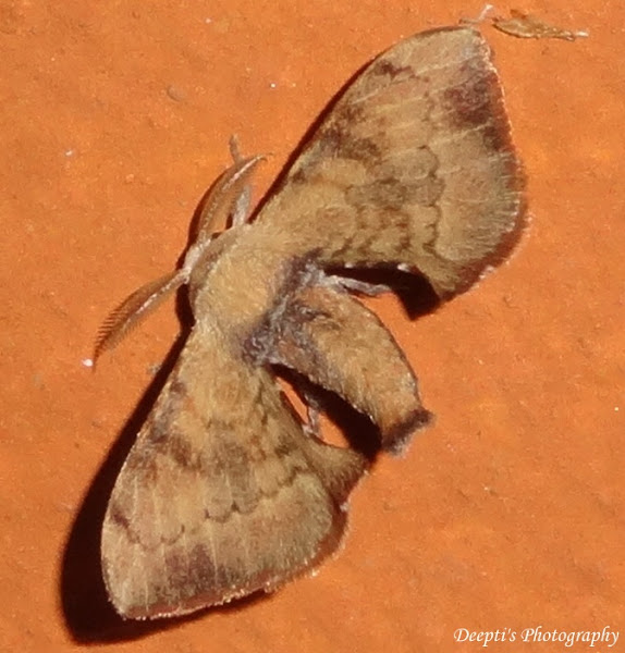 Bombycid Silk Moth | Project Noah