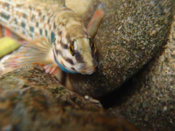 Redline Darter | Project Noah